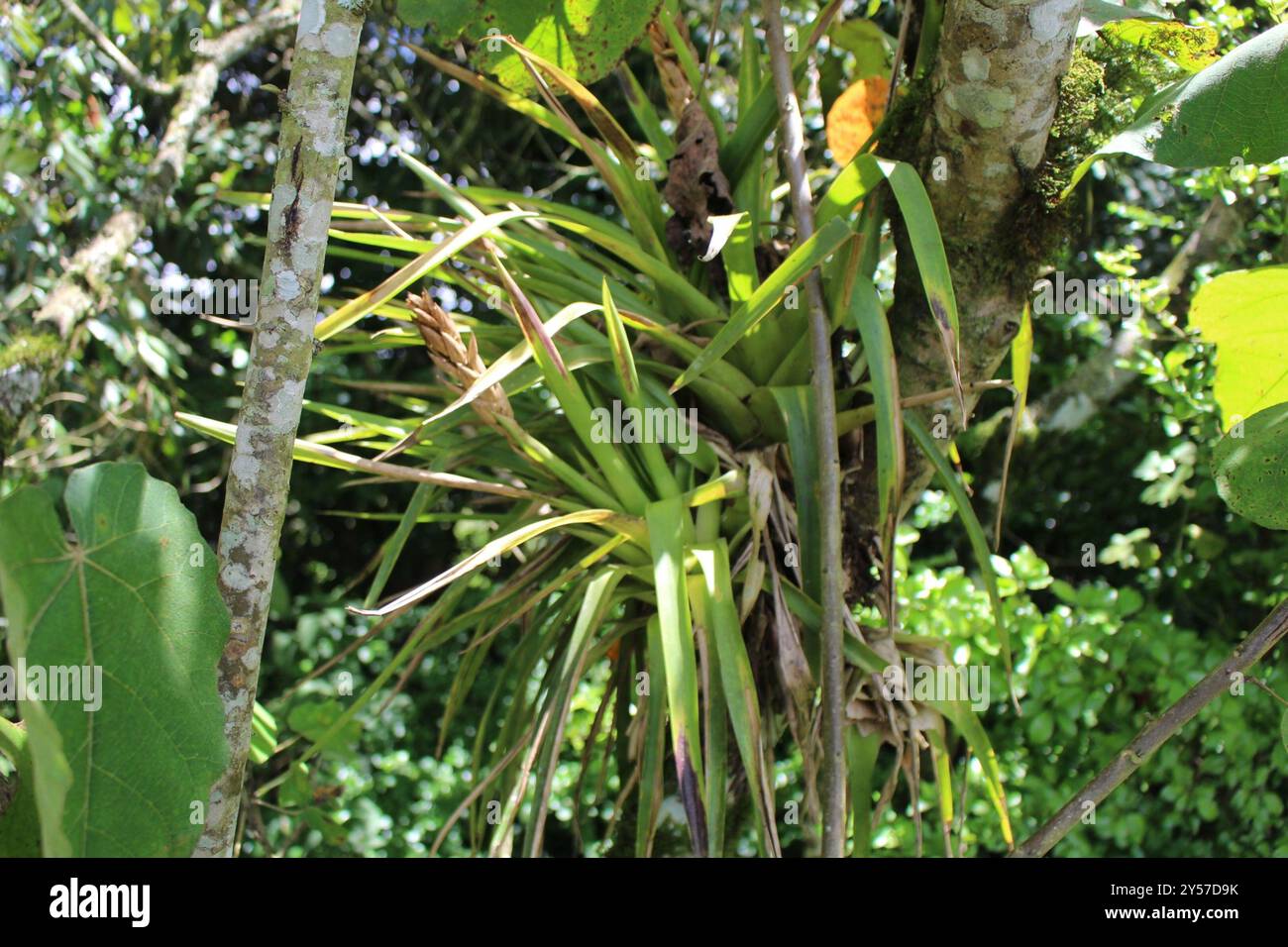 West Indian tufted airplant (Guzmania monostachia) Plantae Stock Photo ...