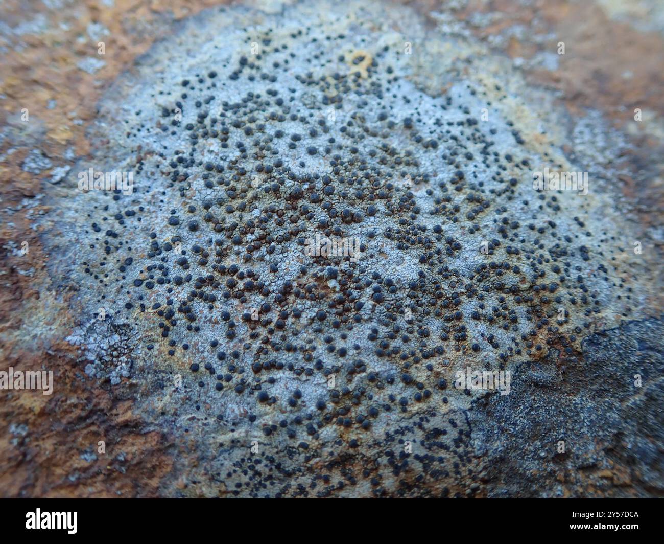 concentric boulder lichen (Porpidia crustulata) Fungi Stock Photo - Alamy