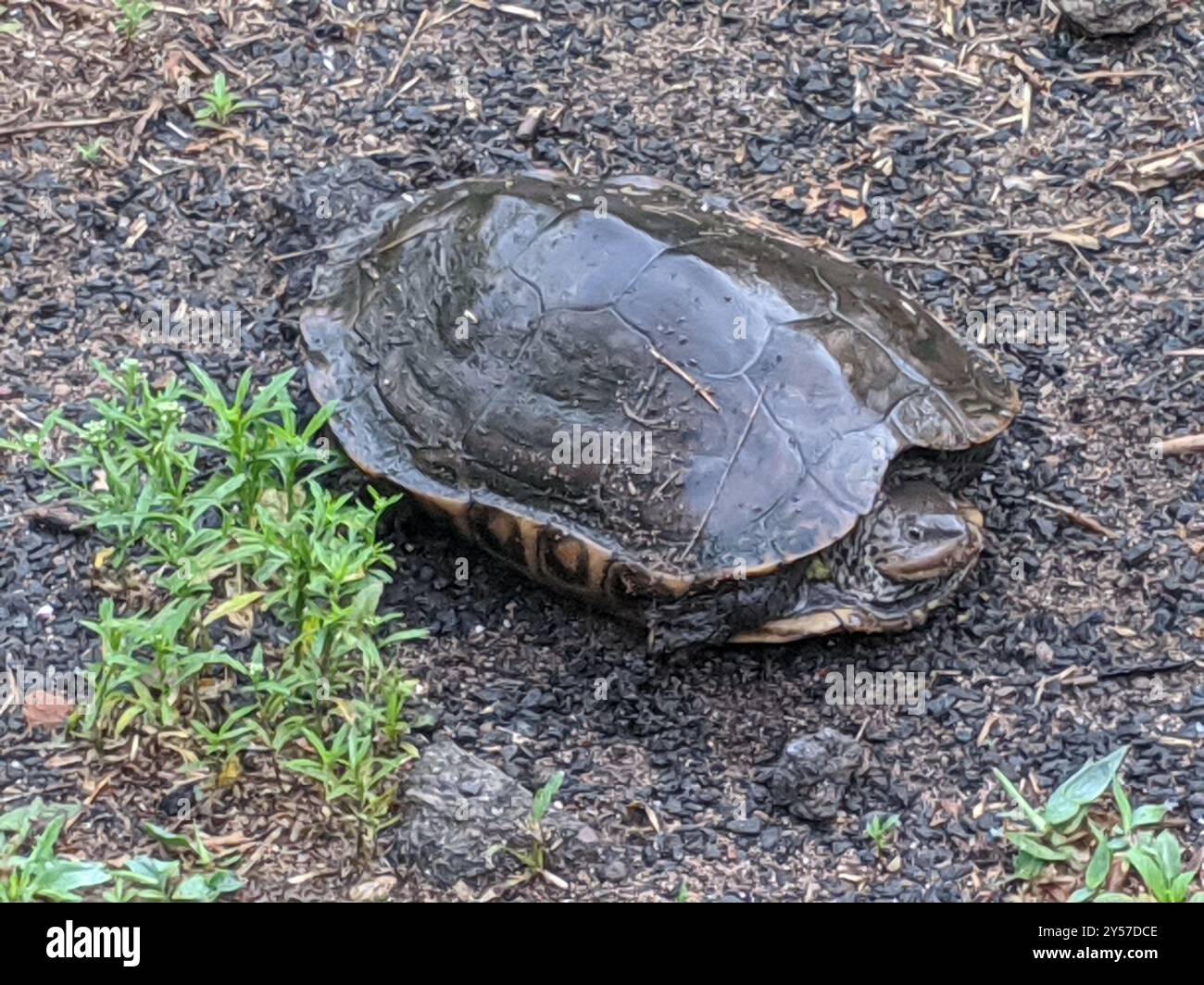 Diamondback Terrapin (Malaclemys terrapin) Reptilia Stock Photo - Alamy