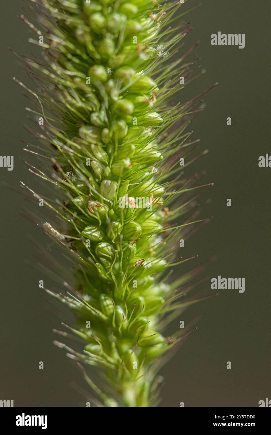 Green Bristle Grass (Setaria viridis) Plantae Stock Photo - Alamy