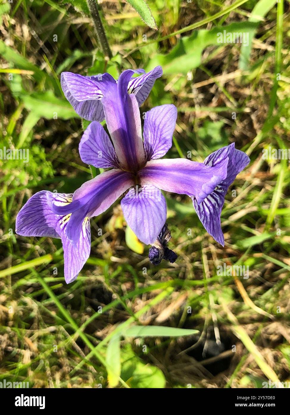 northern blue flag (Iris versicolor) Plantae Stock Photo - Alamy