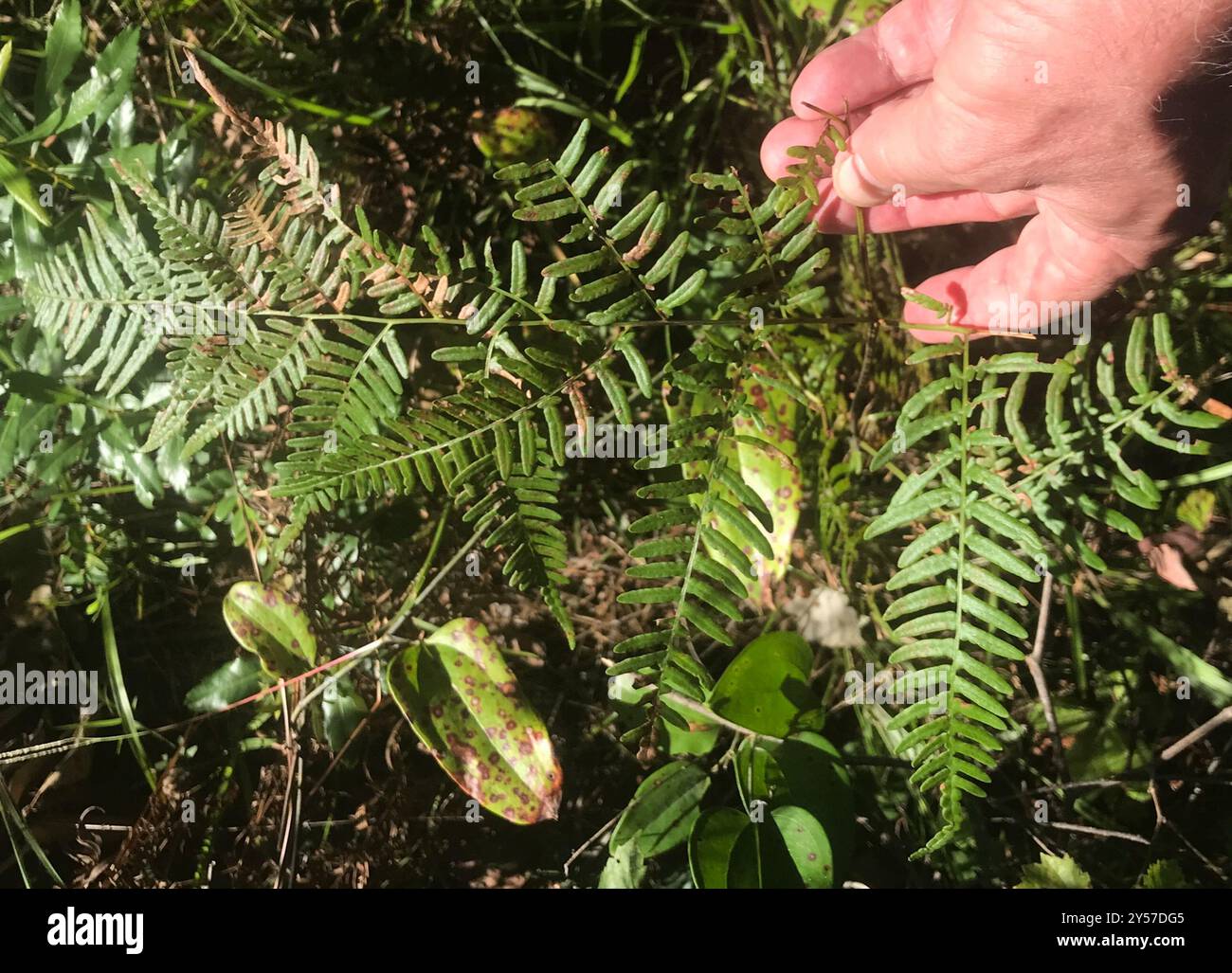 Tailed Bracken Fern (Pteridium aquilinum pseudocaudatum) Plantae Stock ...