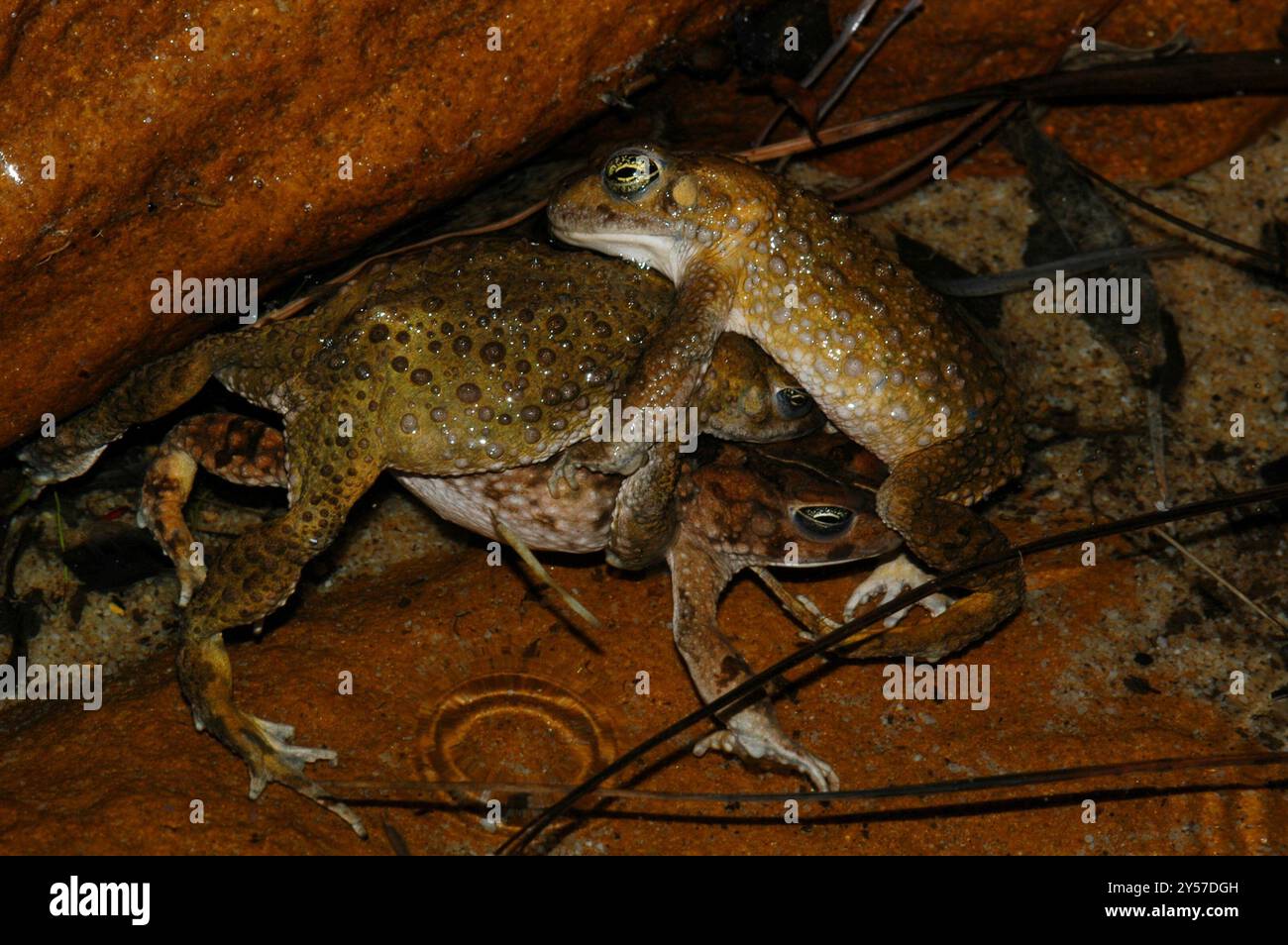 Sand Toad (Vandijkophrynus angusticeps) Amphibia Stock Photo - Alamy