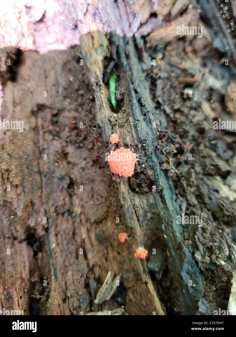 Red Raspberry Slime Mold (Tubifera ferruginosa) Protozoa Stock Photo ...