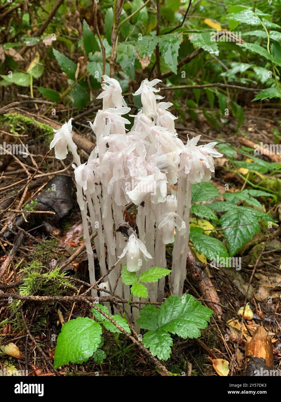 Ghost Pipe (Monotropa uniflora) Plantae Stock Photo - Alamy