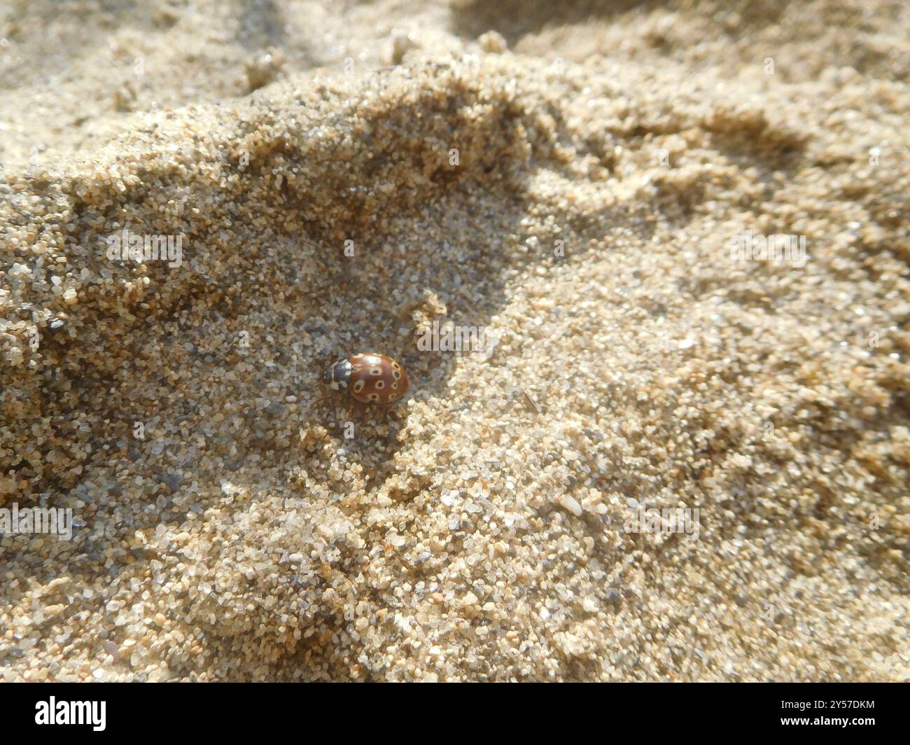 Eye-spotted Lady Beetle (Anatis mali) Insecta Stock Photo - Alamy