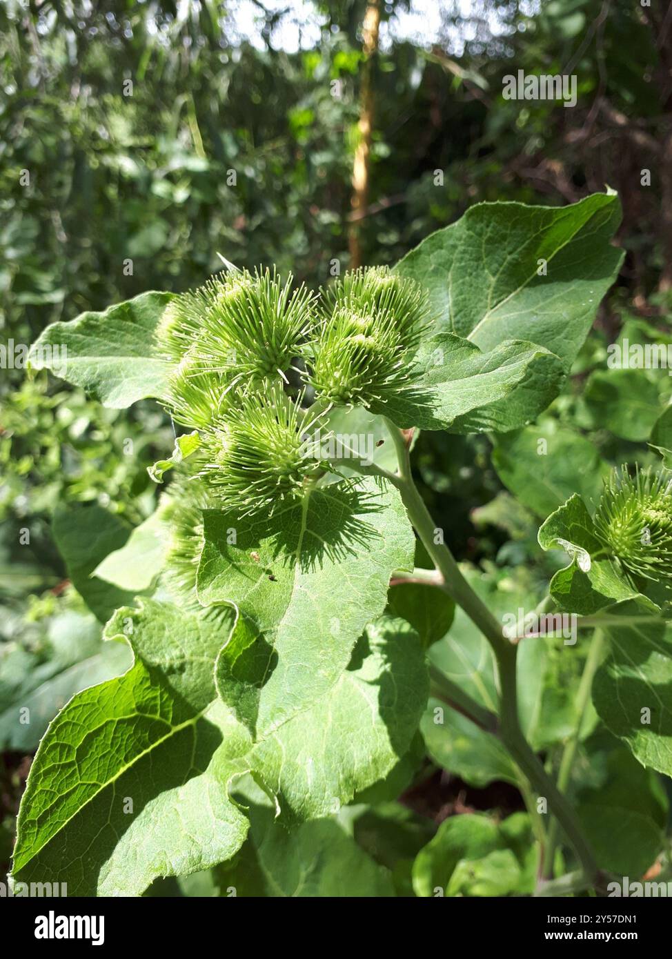 lesser burdock (Arctium minus) Plantae Stock Photo - Alamy