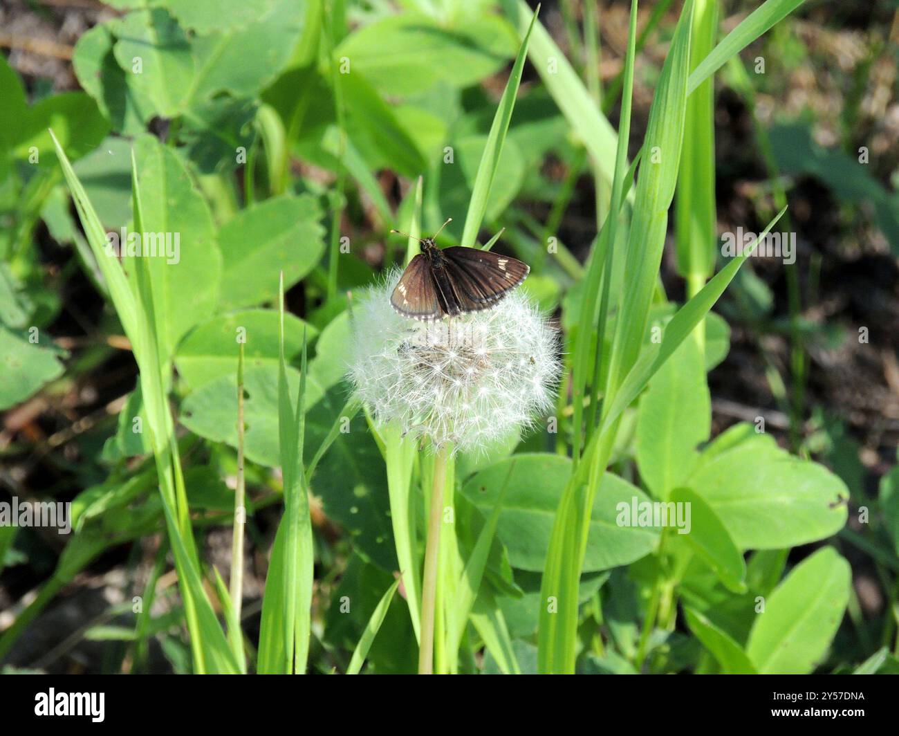 Large Chequered Skipper (Heteropterus morpheus) Insecta Stock Photo - Alamy
