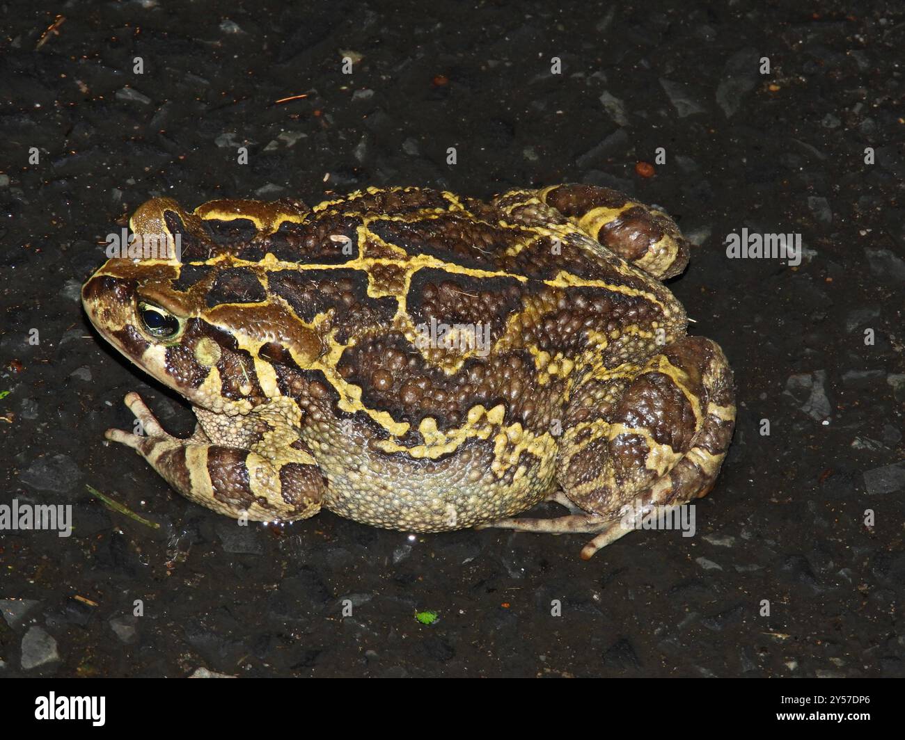 Western Leopard Toad (Sclerophrys pantherina) Amphibia Stock Photo - Alamy