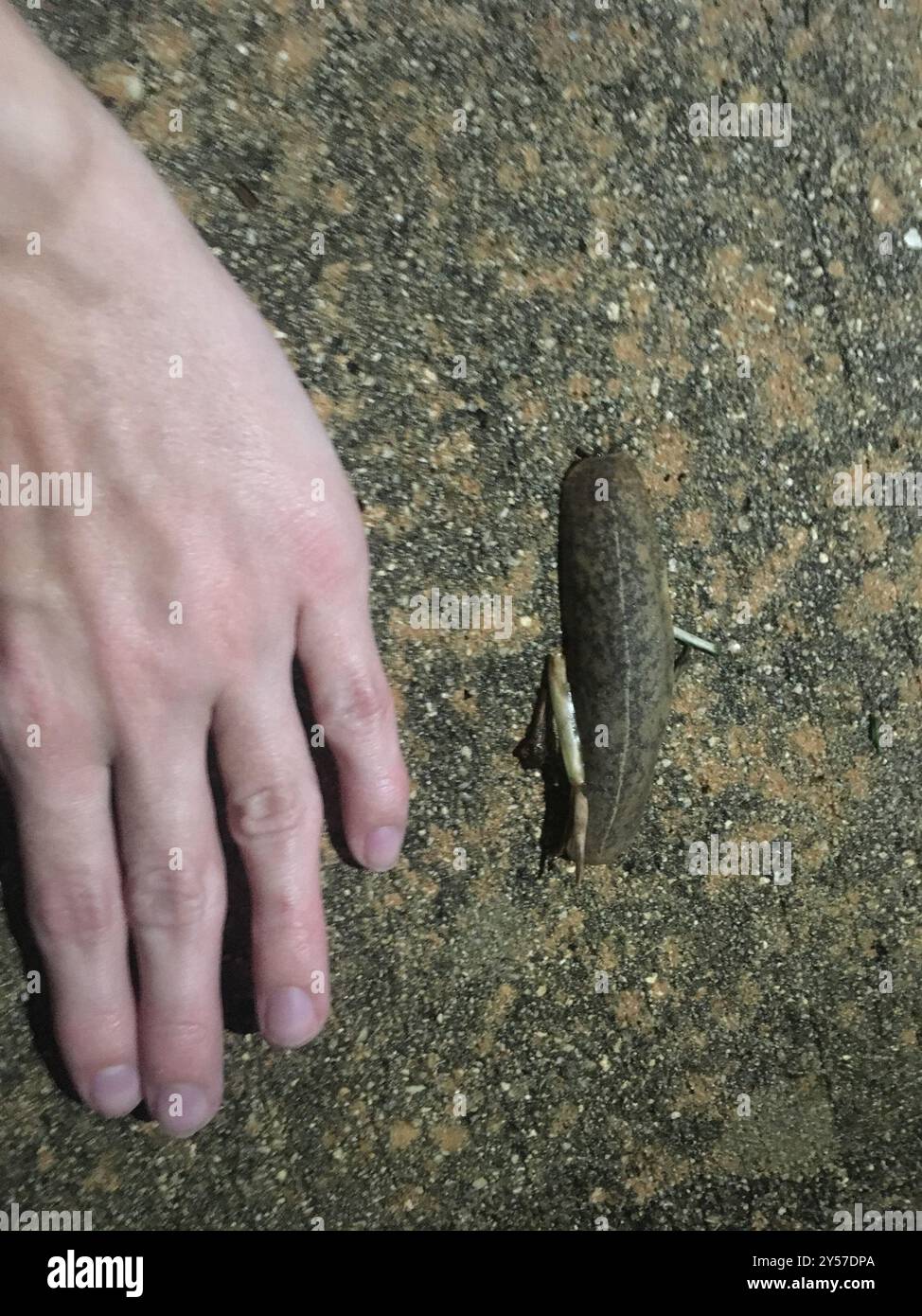 Florida Leatherleaf Slug (Leidyula floridana) Mollusca Stock Photo - Alamy