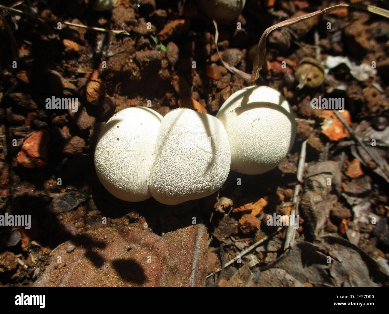 puffballs (Lycoperdaceae) Fungi Stock Photo - Alamy