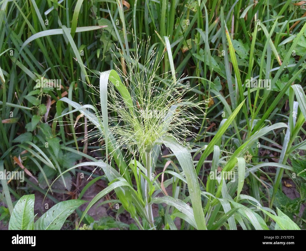 witch grass (Panicum capillare) Plantae Stock Photo - Alamy