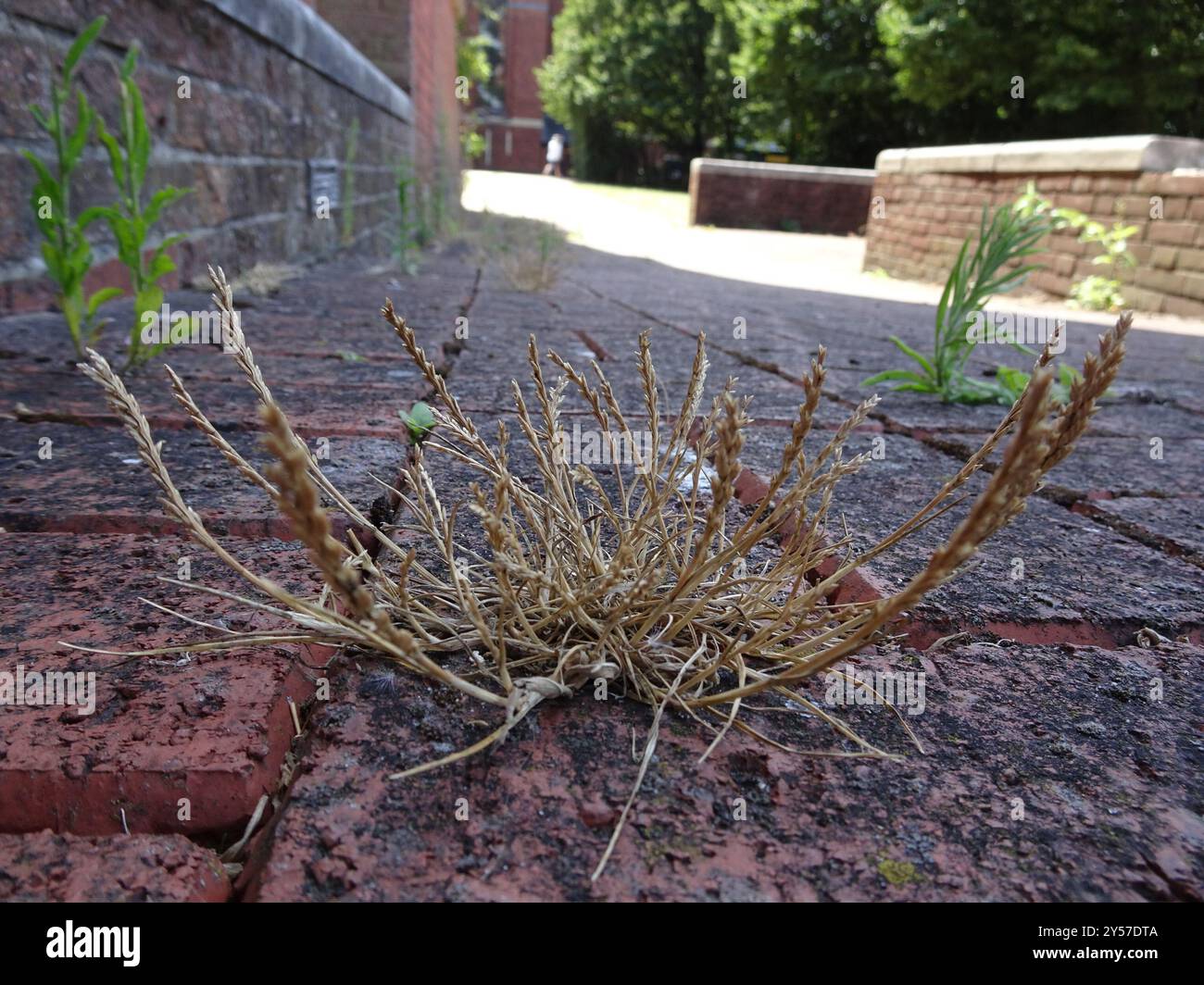 Sea Fern-grass (Catapodium marinum) Plantae Stock Photo - Alamy