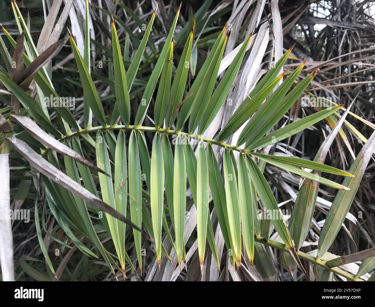 Reclining Date Palm (Phoenix reclinata) Plantae Stock Photo - Alamy