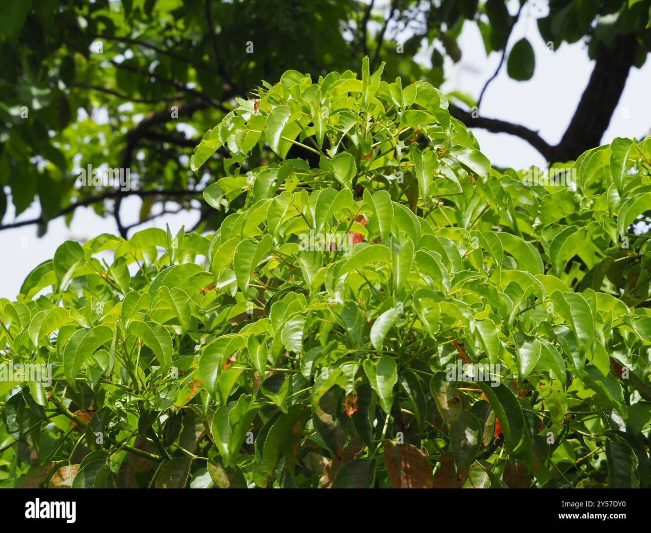 Bishop wood (Bischofia javanica) Plantae Stock Photo - Alamy