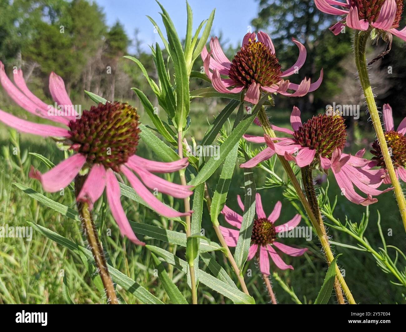 Tennessee coneflower echinacea tennesseensis hi-res stock photography ...