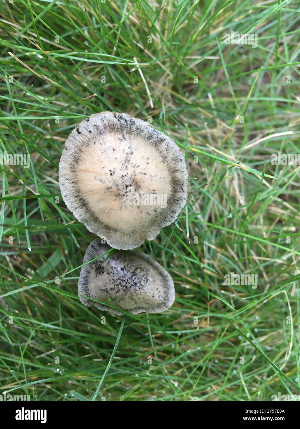 Banded Mottlegill (Panaeolus cinctulus) Fungi Stock Photo - Alamy