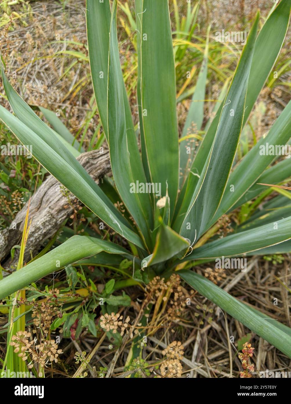 common yucca (Yucca filamentosa) Plantae Stock Photo - Alamy