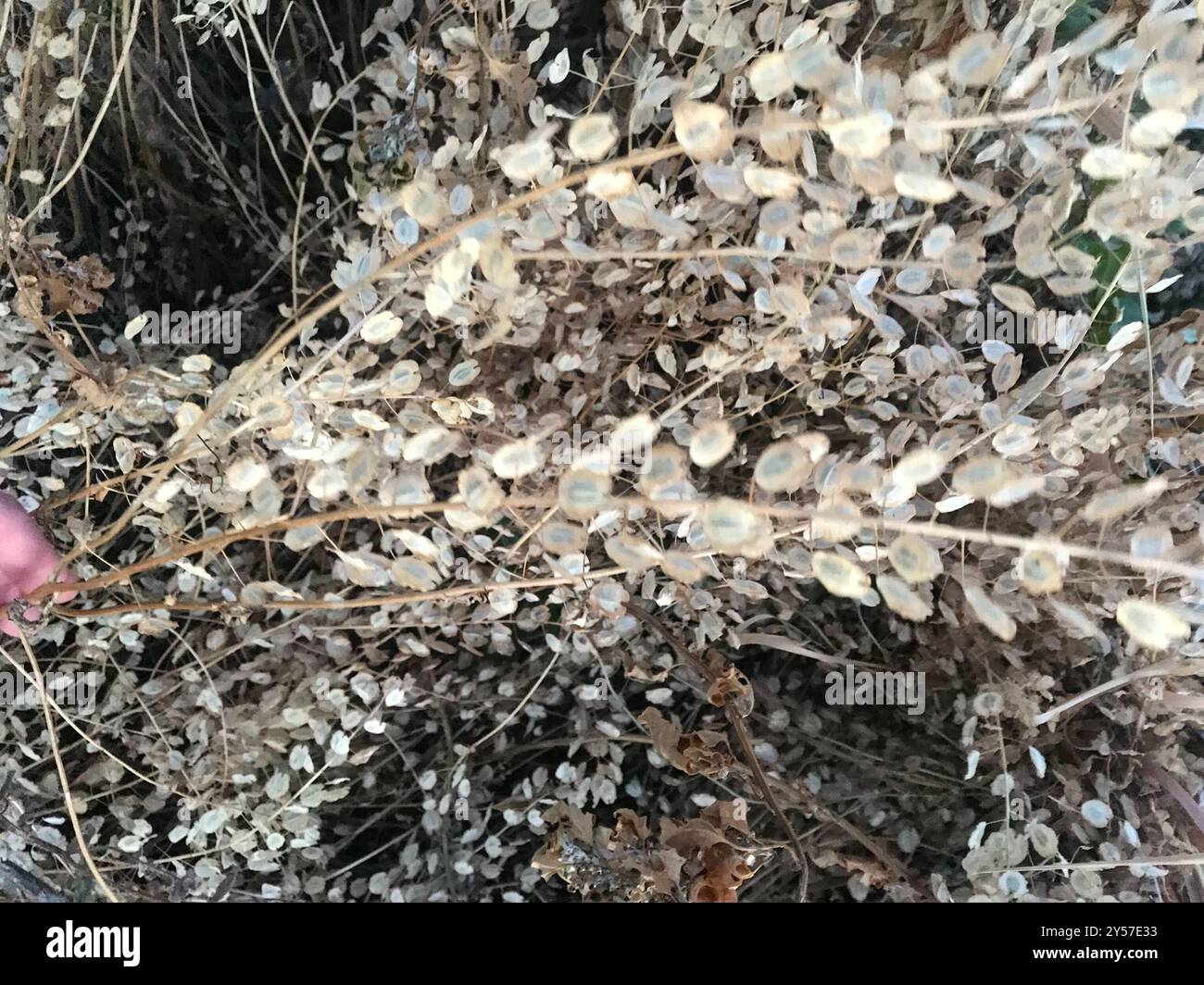 field penny-cress (Thlaspi arvense) Plantae Stock Photo - Alamy