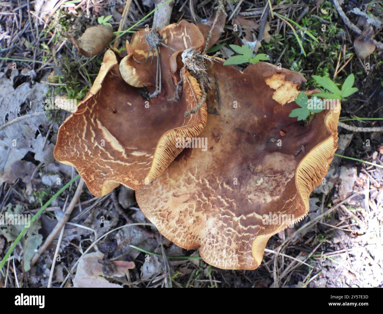 Brown Roll-Rim (Paxillus involutus) Fungi Stock Photo - Alamy