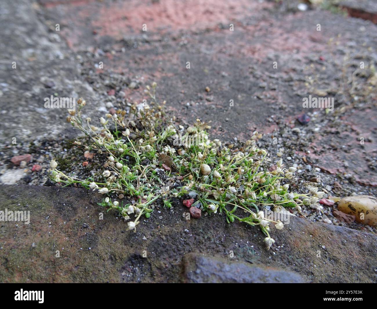 Procumbent Pearlwort (Sagina procumbens) Plantae Stock Photo - Alamy