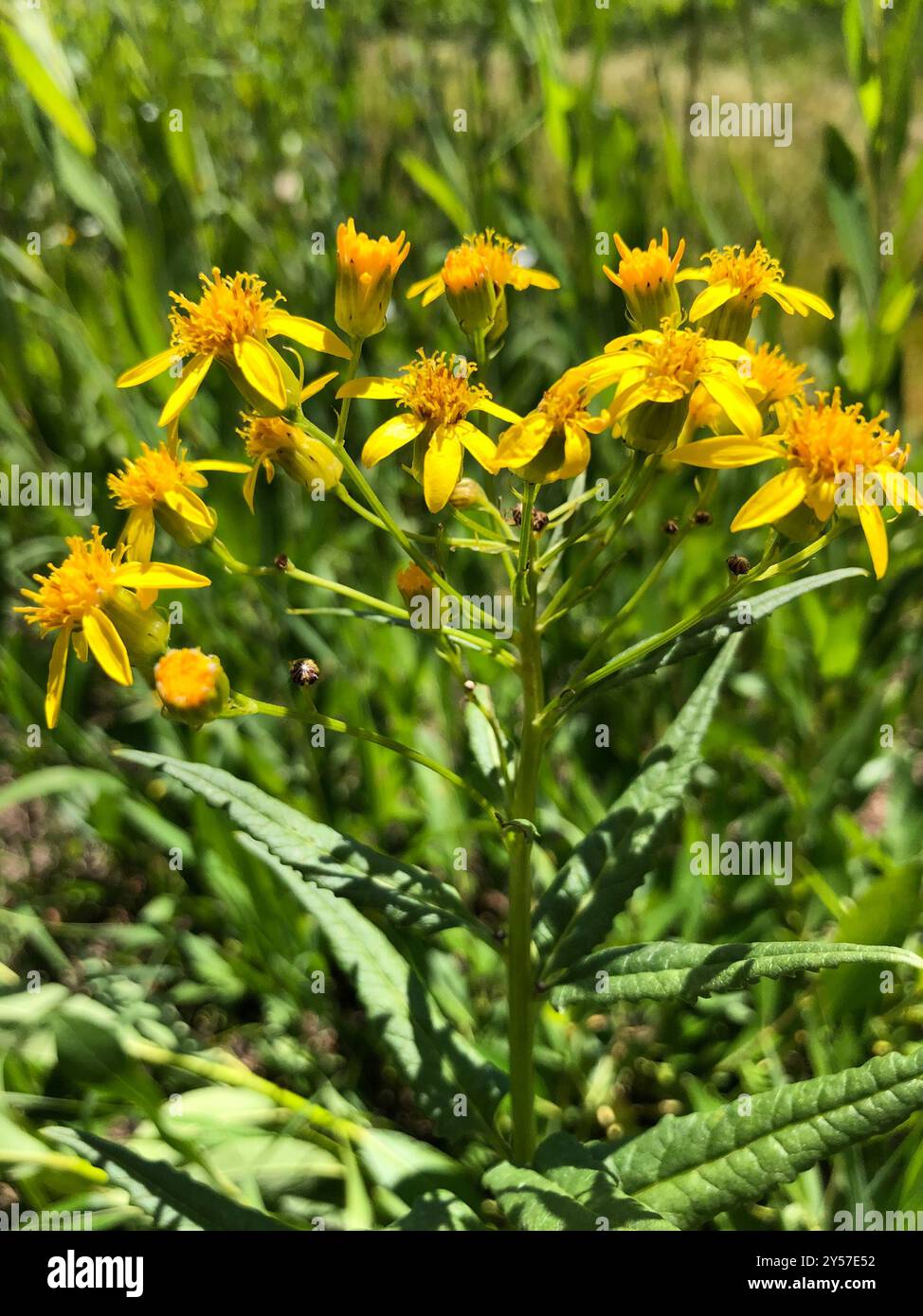 Arrowleaf Senecio (Senecio triangularis) Plantae Stock Photo - Alamy
