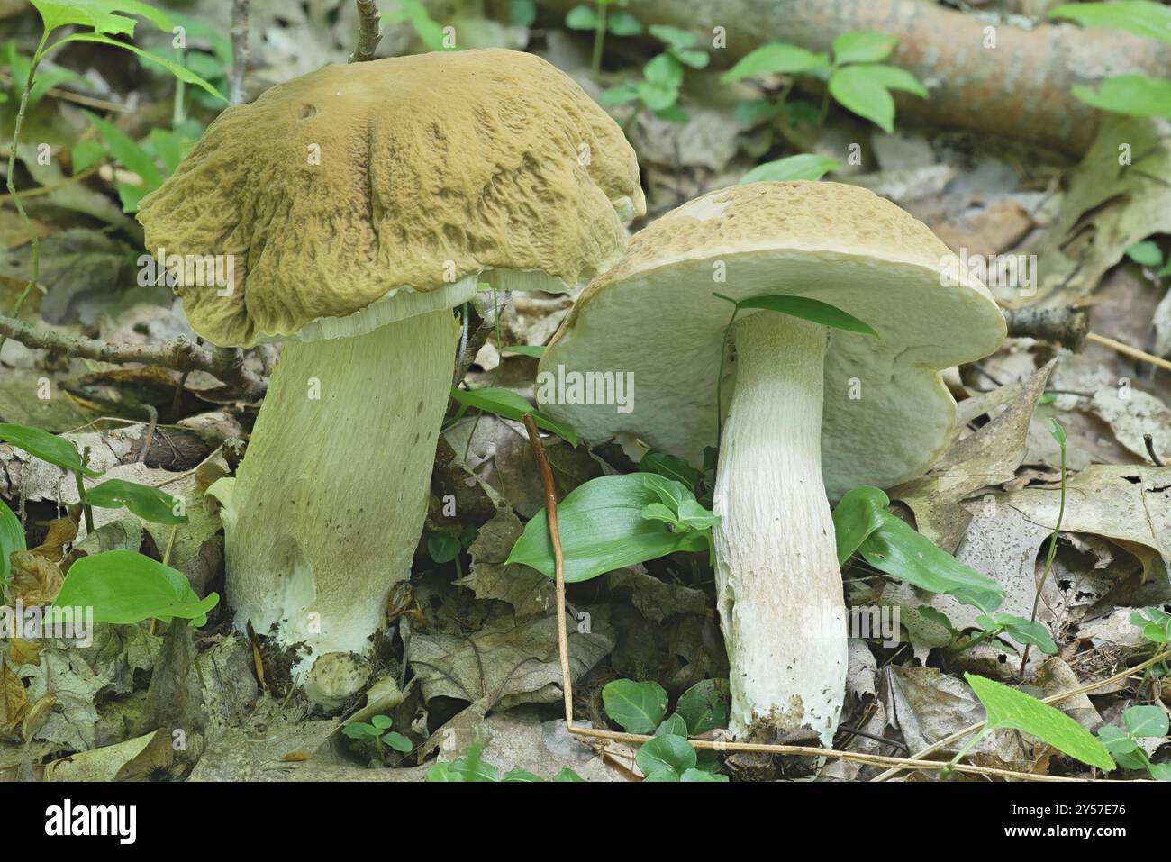 noble bolete (Boletus nobilis) Fungi Stock Photo - Alamy