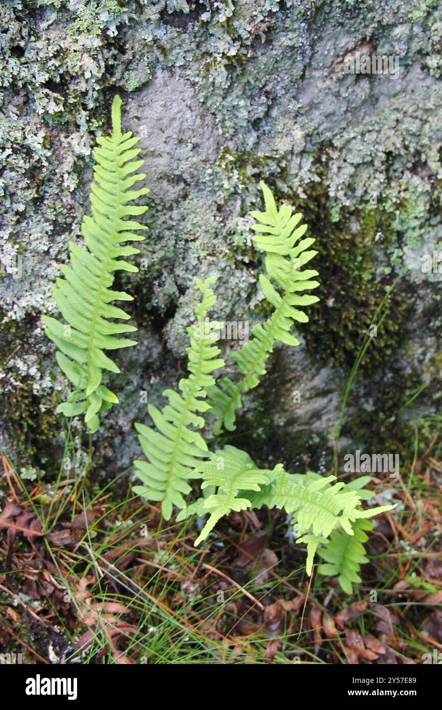 common polypody (Polypodium vulgare) Plantae Stock Photo - Alamy