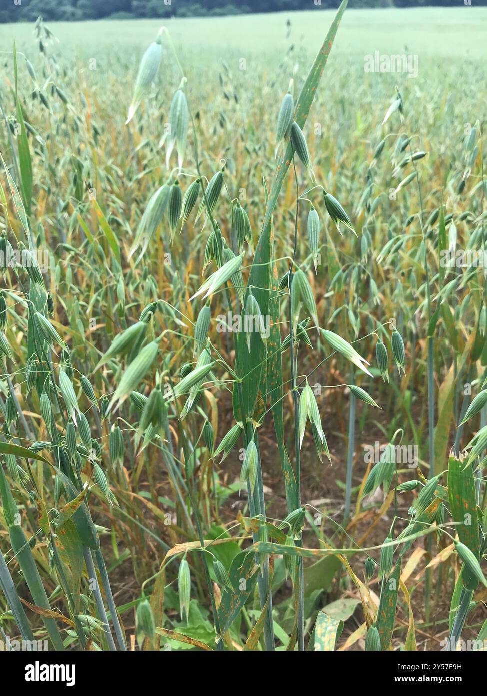 Common Oat (Avena sativa) Plantae Stock Photo - Alamy
