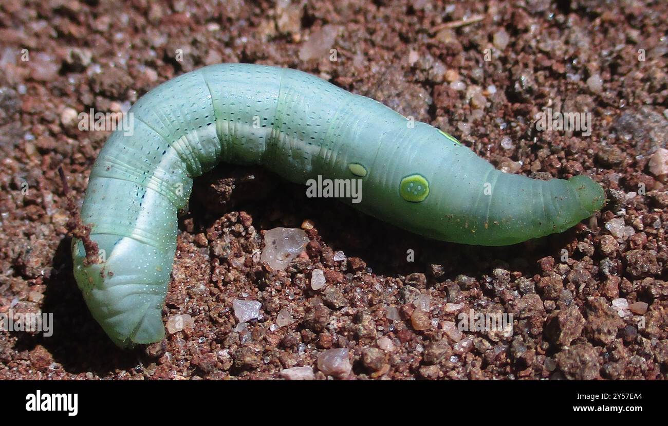 Vine Hawkmoth (Hippotion celerio) Insecta Stock Photo - Alamy