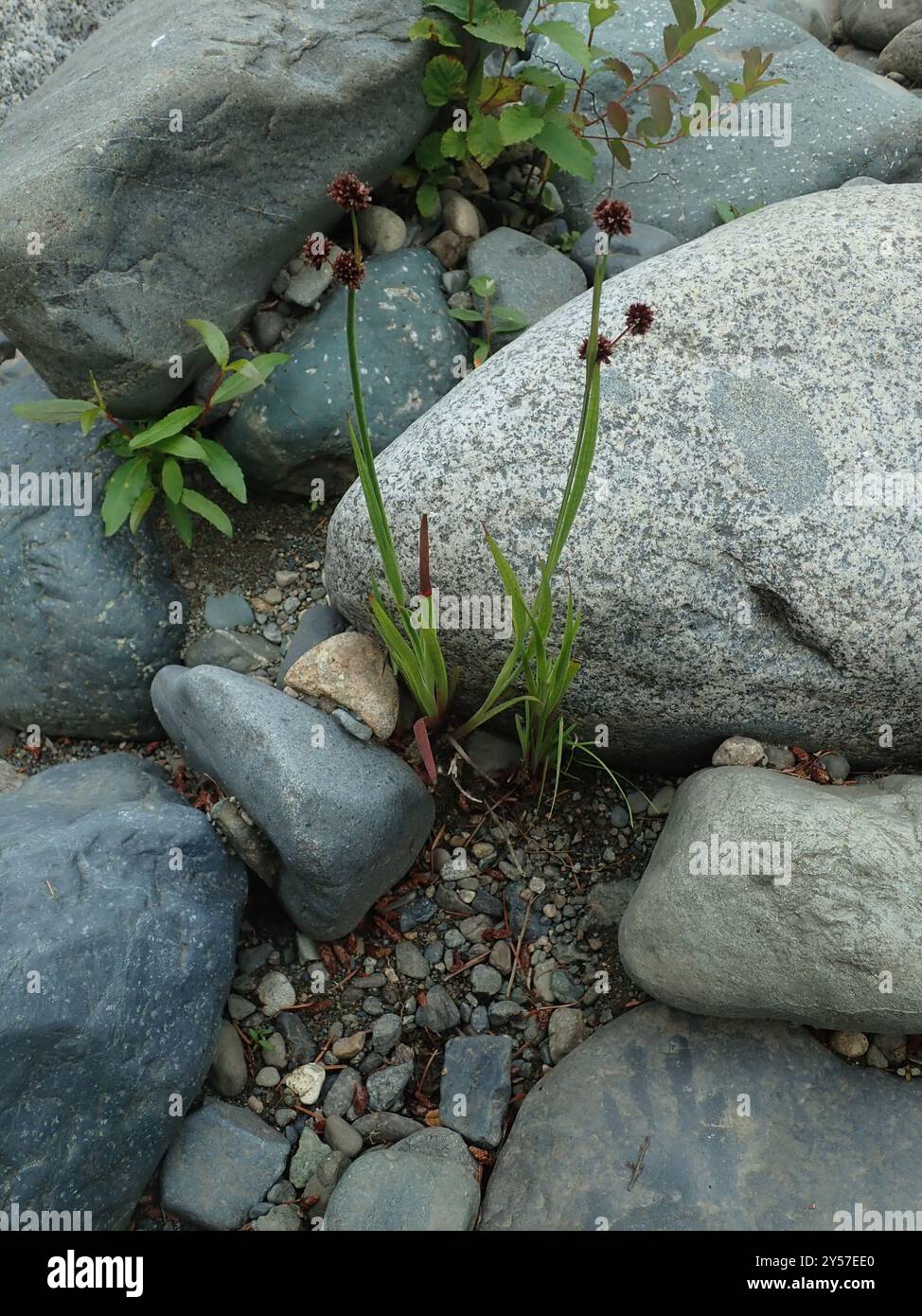 dagger rush (Juncus ensifolius) Plantae Stock Photo - Alamy