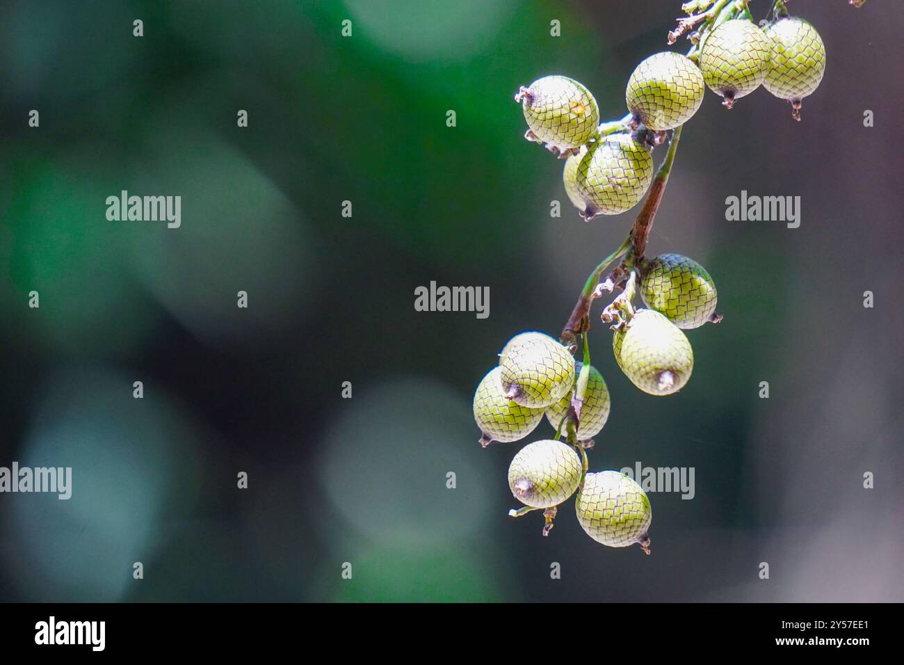 Rattan fruit (Manau, hoe, jernang, buah ular, Littuko) on the tree. The ...
