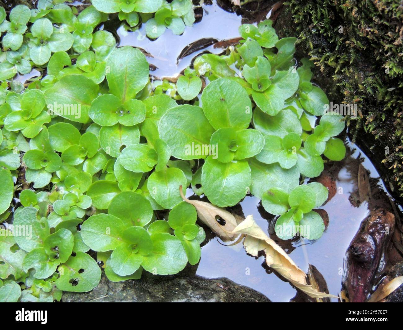 Brooklime (Veronica beccabunga) Plantae Stock Photo - Alamy