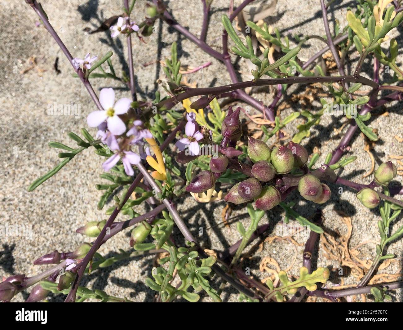 European Searocket (Cakile maritima) Plantae Stock Photo - Alamy
