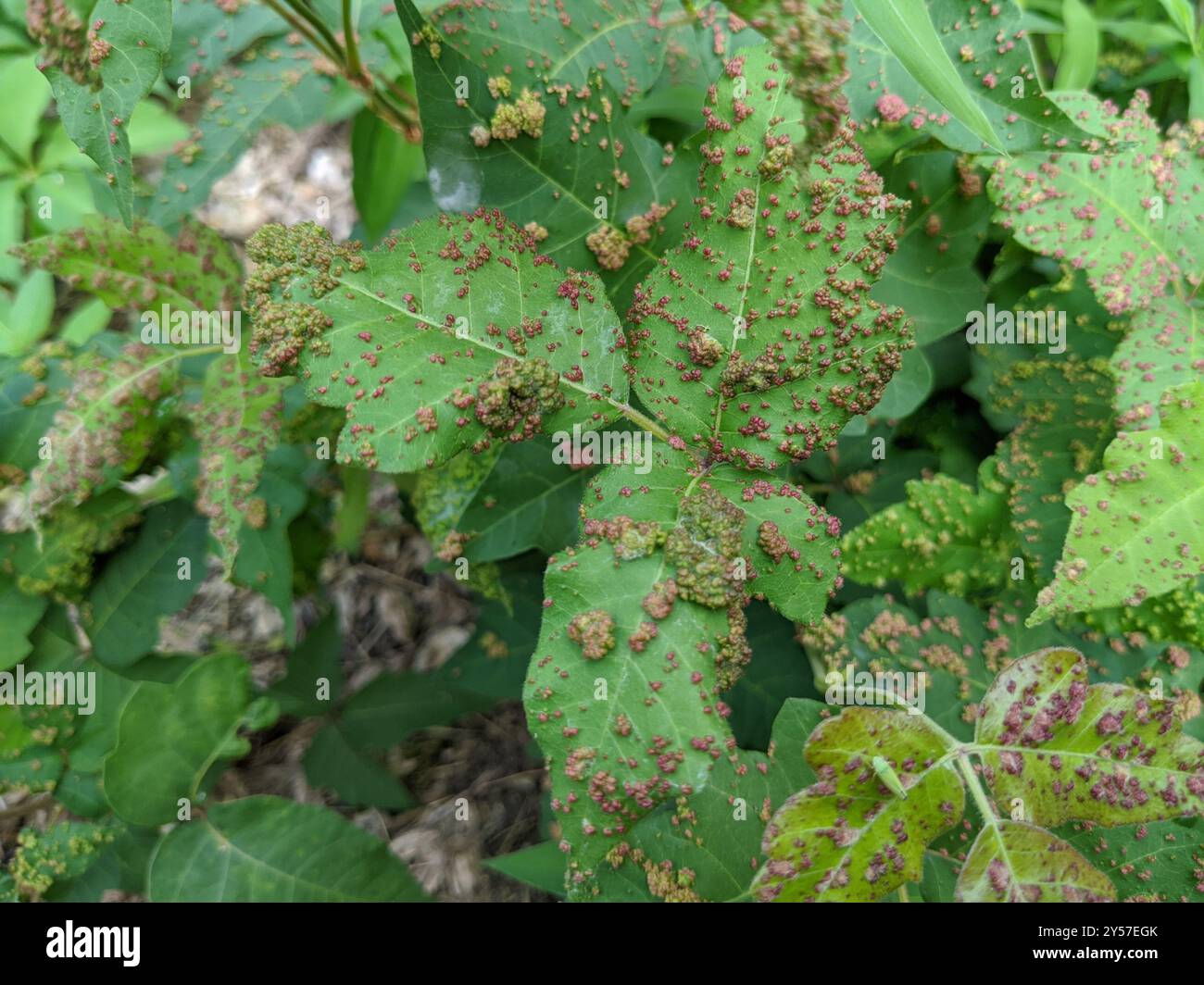 Poison Ivy Leaf Mite (Aculops rhois) Arachnida Stock Photo - Alamy