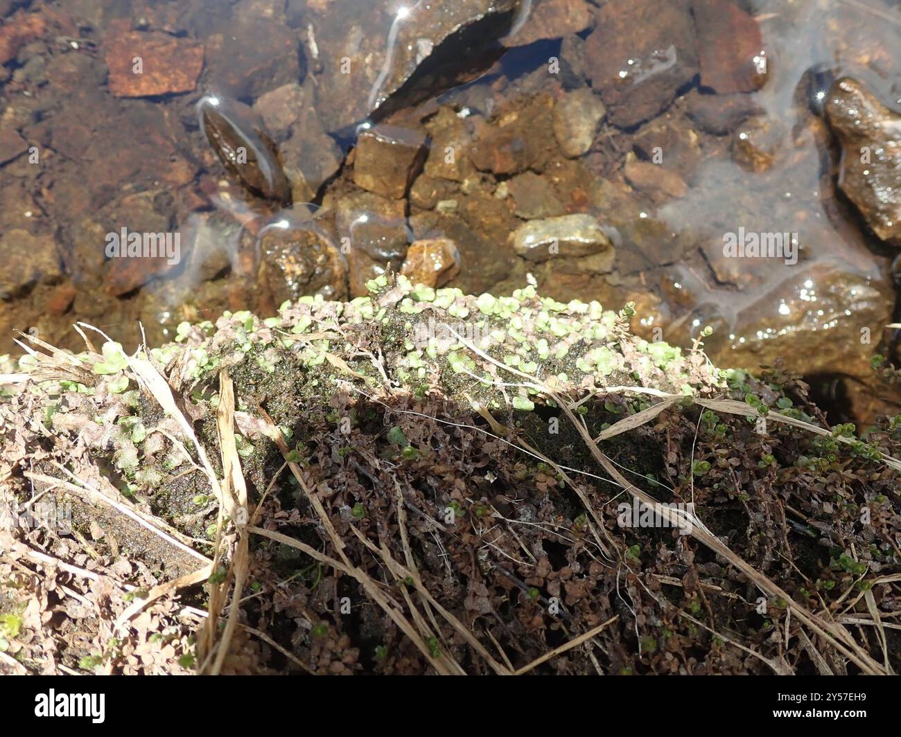 Narrow Mushroom-headed Liverwort (Marchantia quadrata) Plantae Stock ...