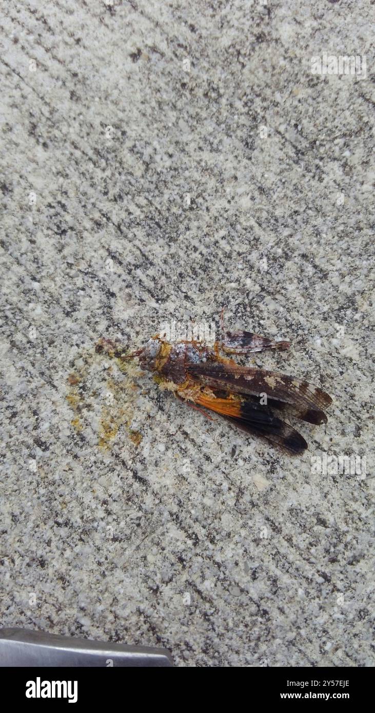 Southern Marbled Grasshopper (Spharagemon marmoratum pictum) Insecta ...