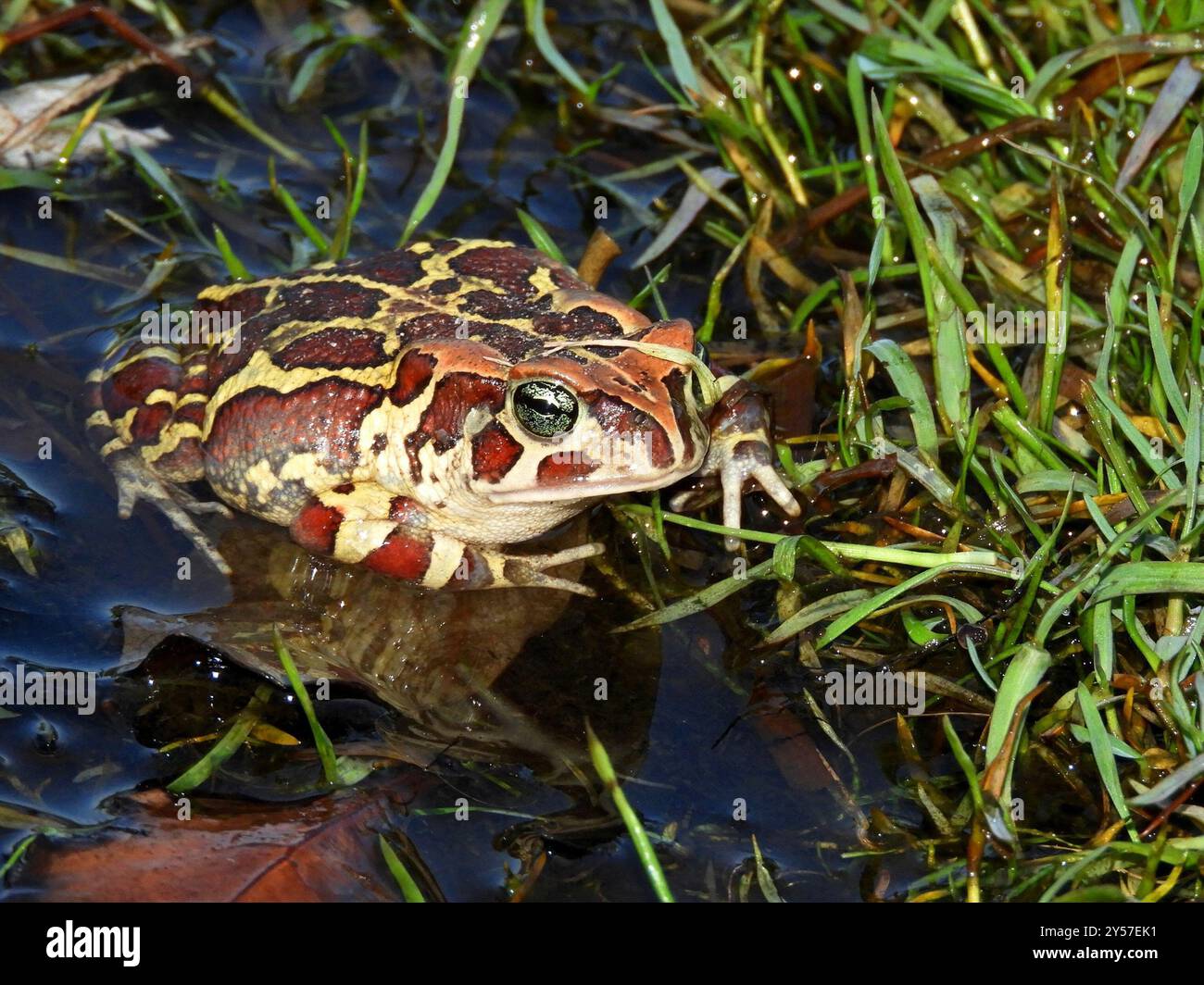 Western Leopard Toad (Sclerophrys pantherina) Amphibia Stock Photo - Alamy