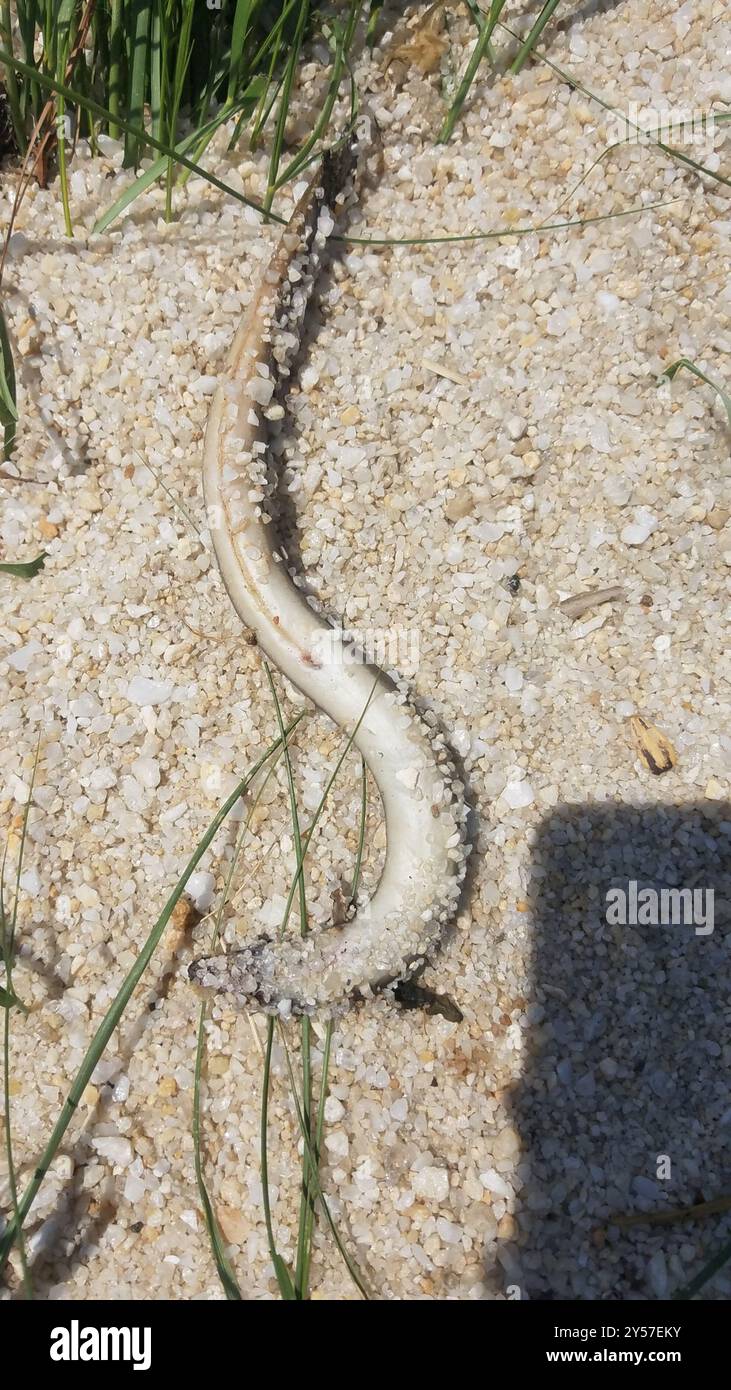 American Eel (Anguilla rostrata) Actinopterygii Stock Photo - Alamy