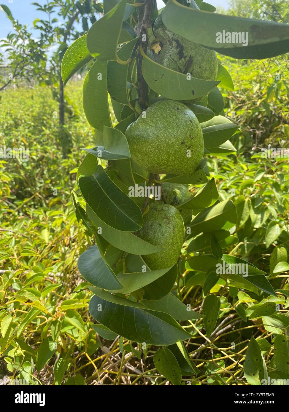 Pond Apple (Annona glabra) Plantae Stock Photo - Alamy