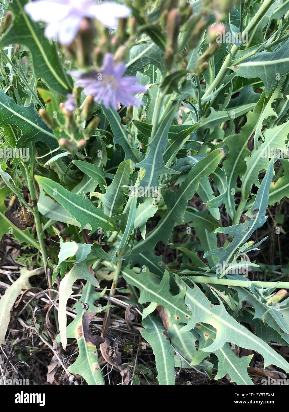tatarian blue lettuce (Lactuca tatarica) Plantae Stock Photo - Alamy