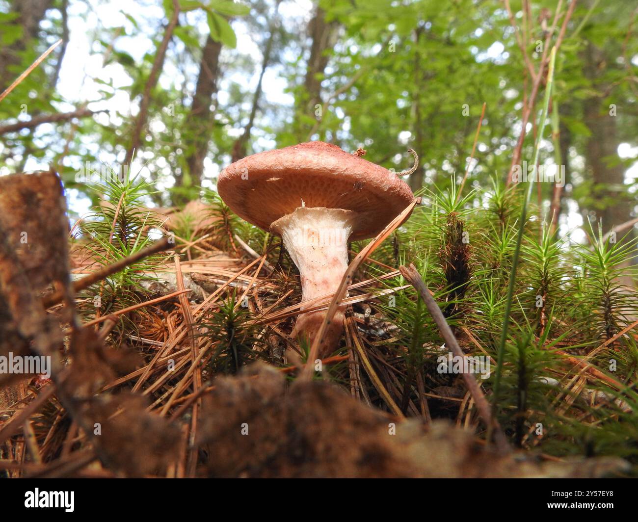 Painted Suillus (Suillus spraguei) Fungi Stock Photo - Alamy
