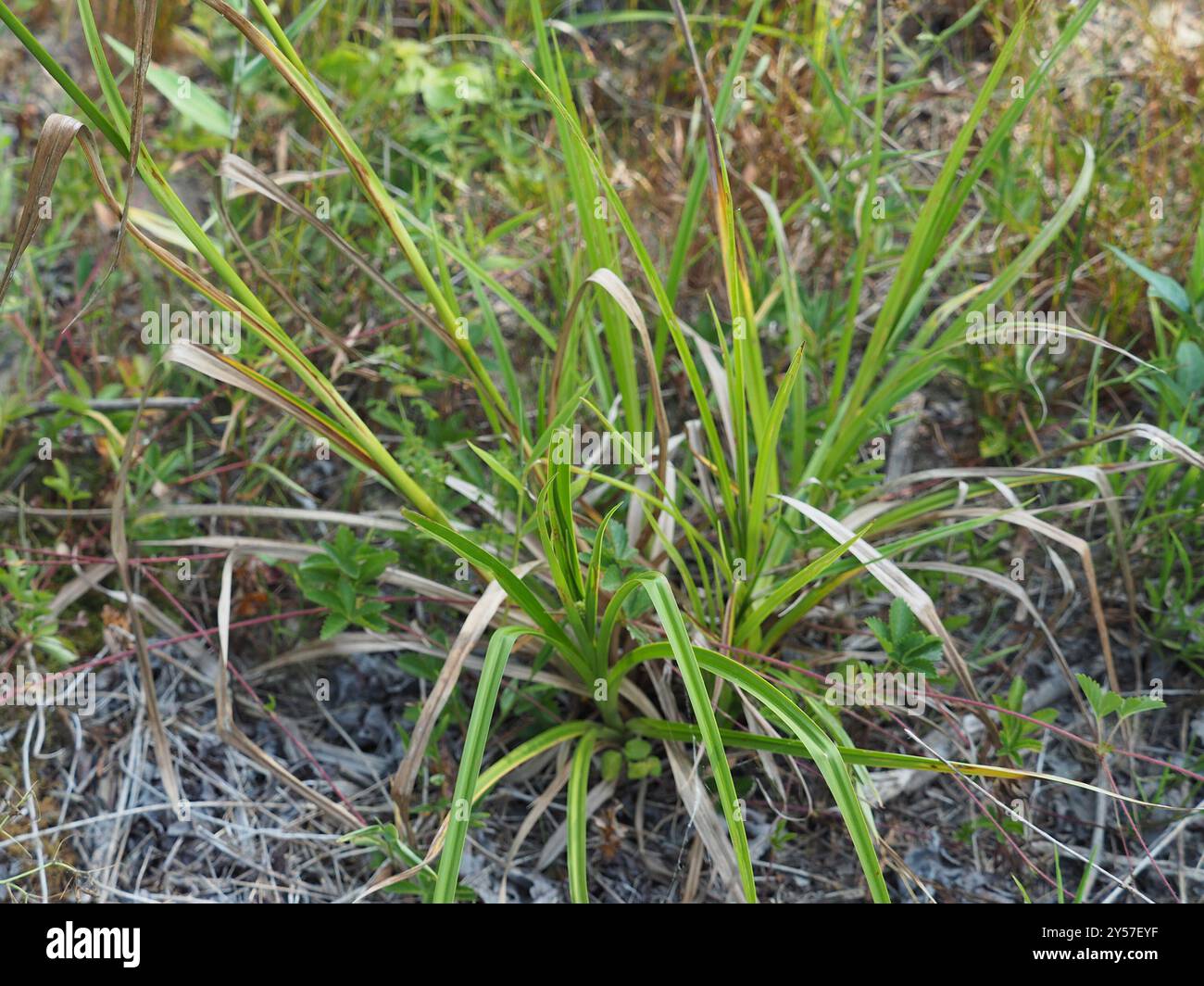 dark green bulrush (Scirpus atrovirens) Plantae Stock Photo - Alamy