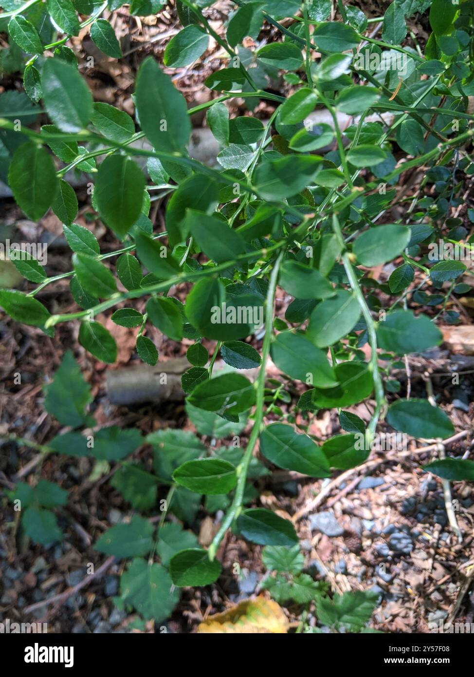 Red Huckleberry (Vaccinium parvifolium) Plantae Stock Photo - Alamy