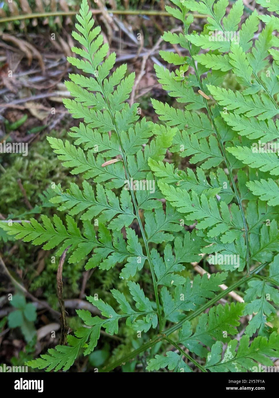spreading wood fern (Dryopteris expansa) Plantae Stock Photo - Alamy