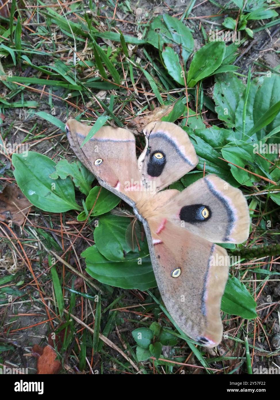 Polyphemus Moth (Antheraea polyphemus) Insecta Stock Photo - Alamy