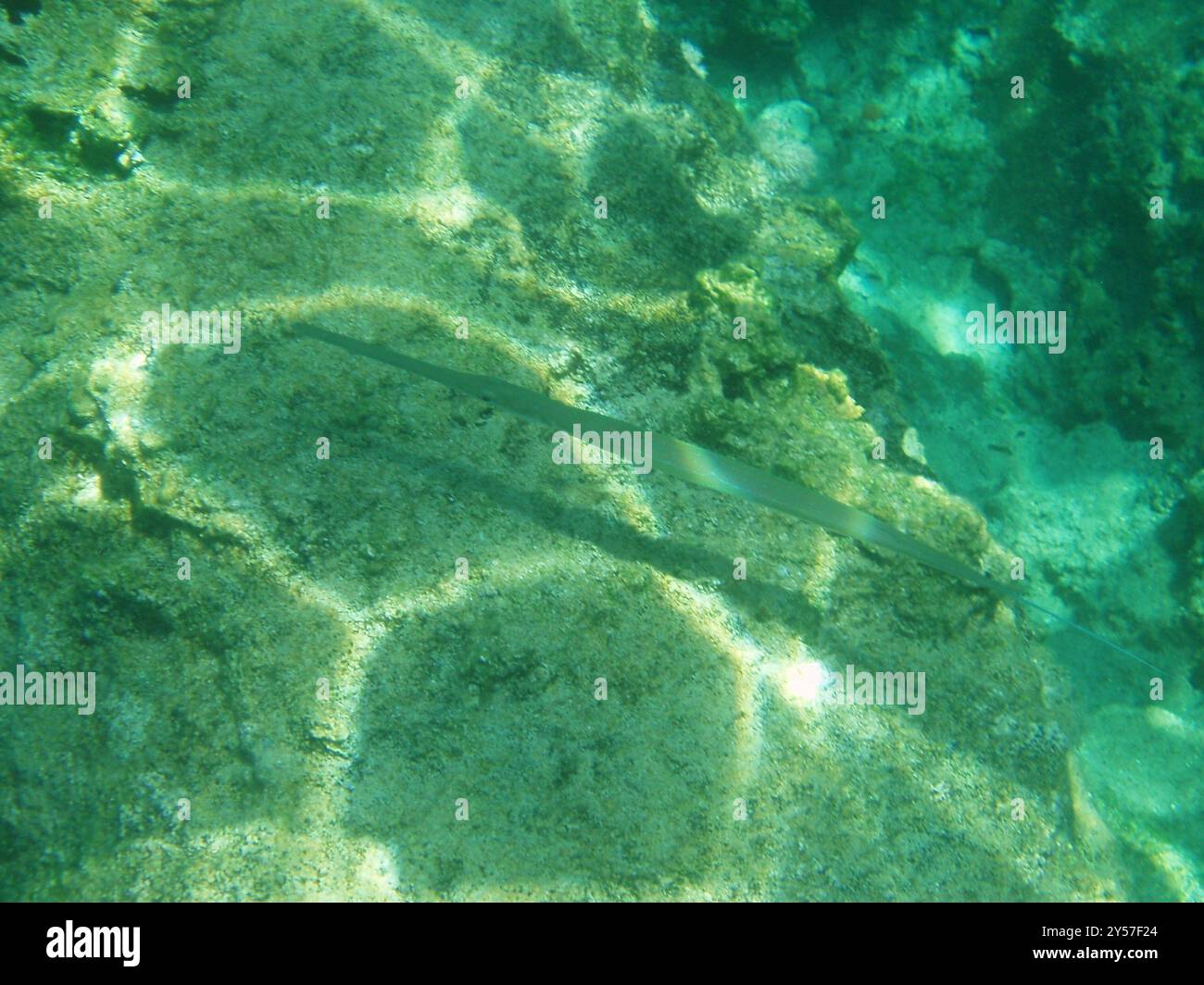 Bluespotted Cornetfish (Fistularia commersonii) Actinopterygii Stock ...