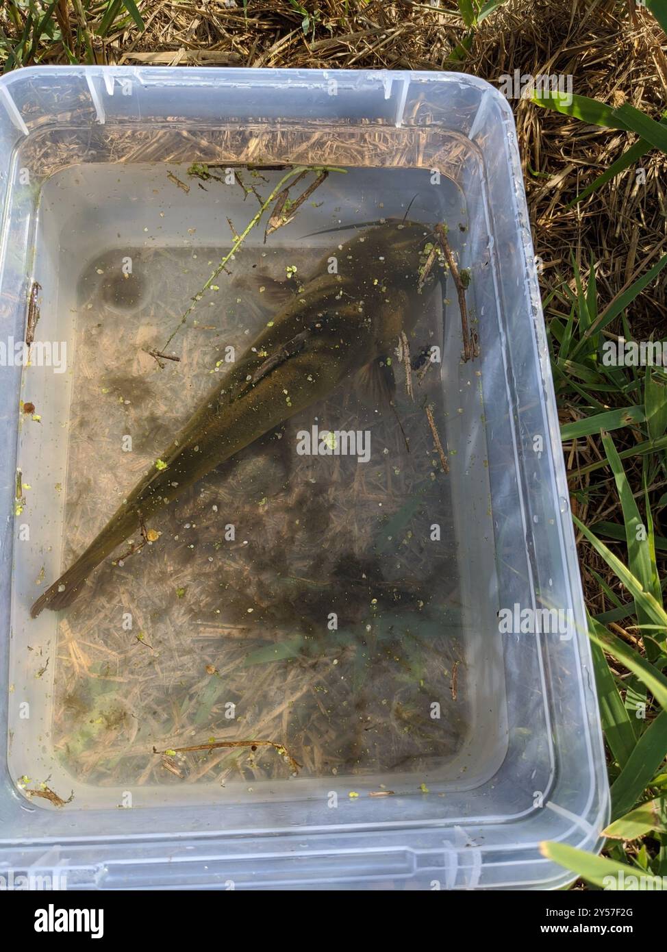 Bullheads (Ameiurus) Actinopterygii Stock Photo - Alamy