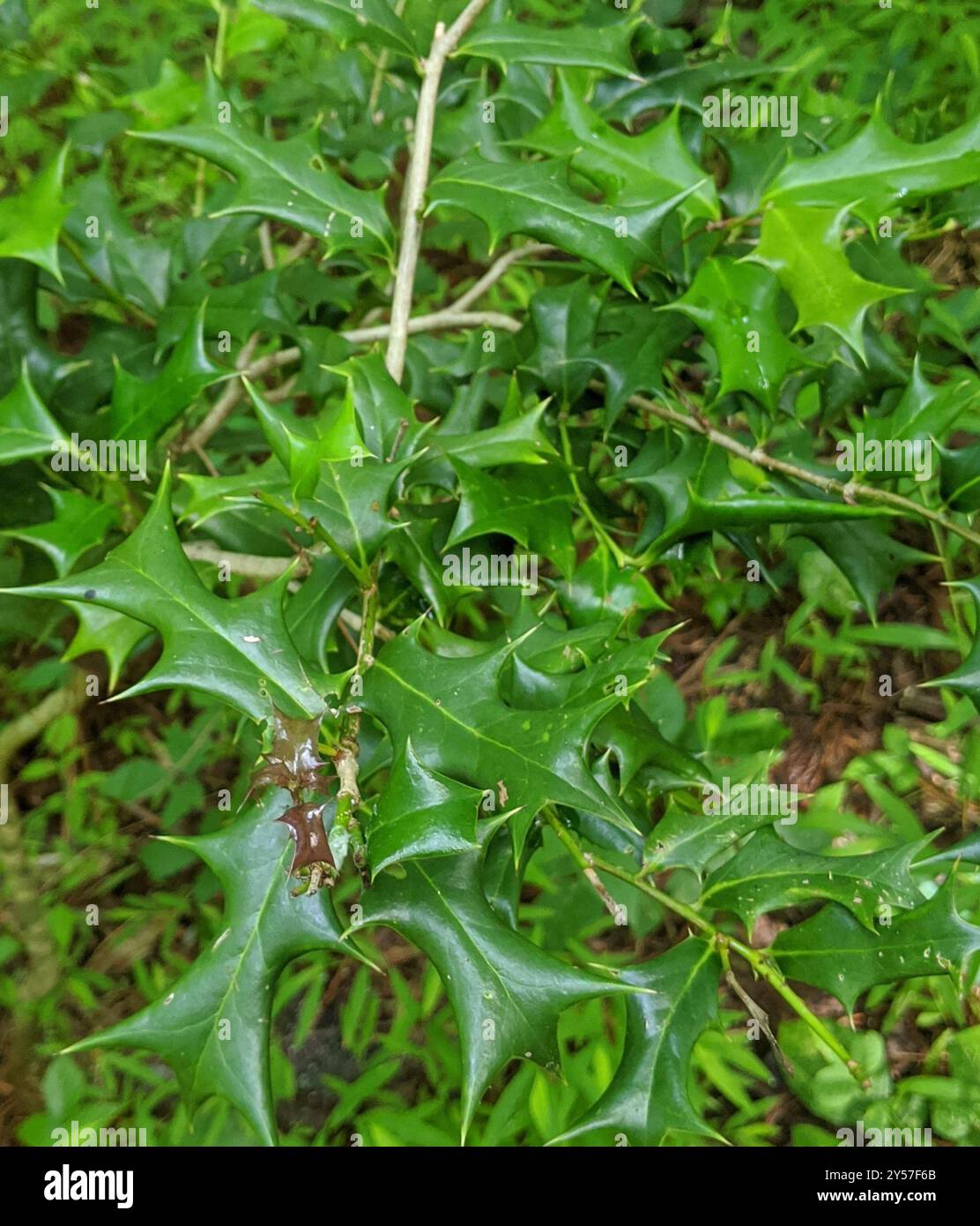 Chinese holly (Ilex cornuta) Plantae Stock Photo - Alamy