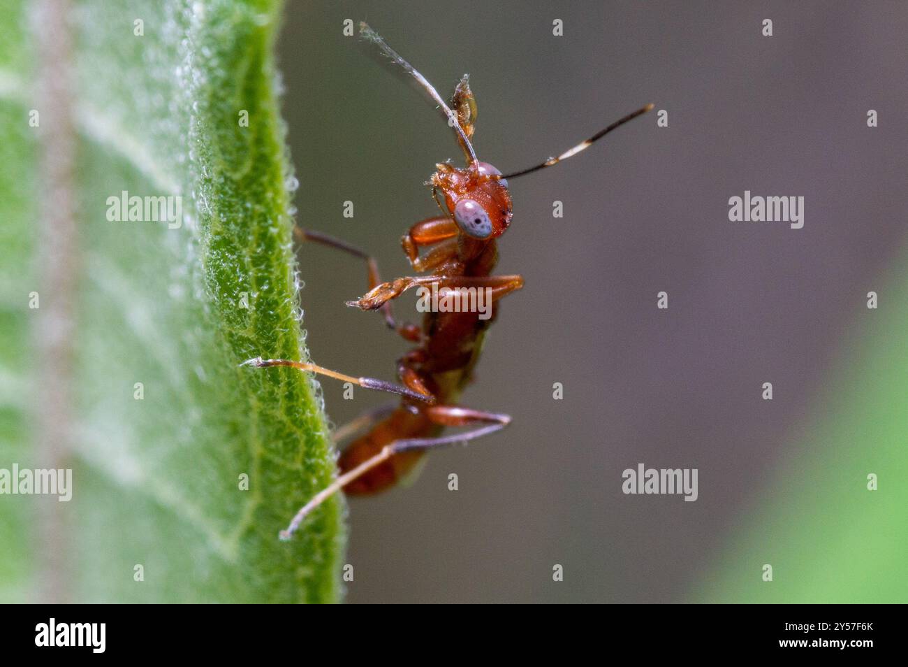 Pincer Wasps (Dryinidae) Insecta Stock Photo - Alamy